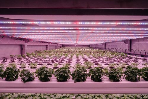 Our Projects | Urban Crop Solutions